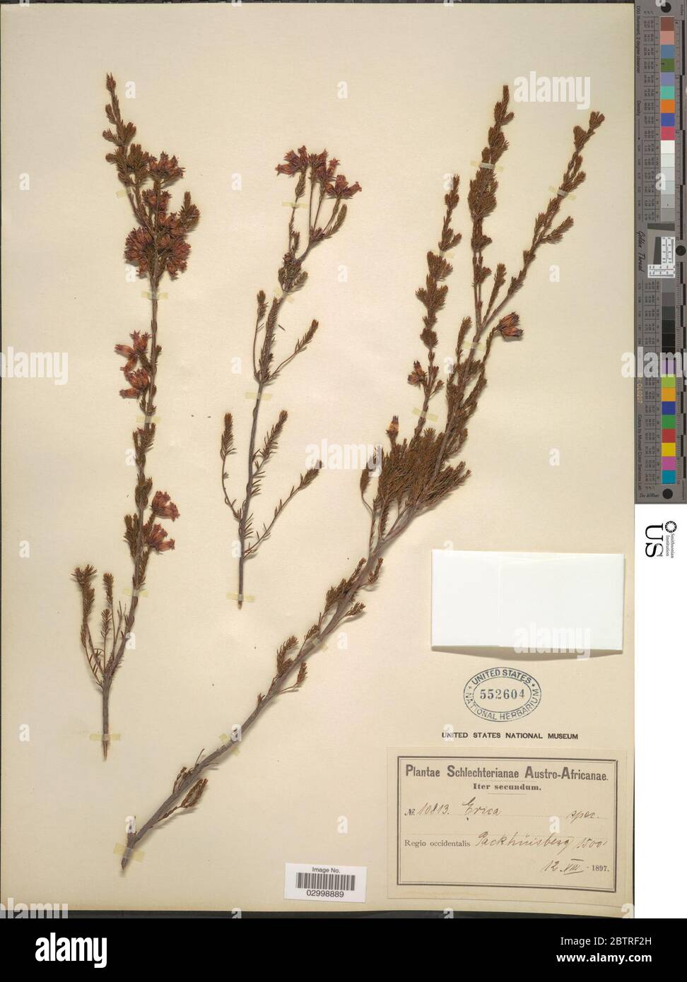 Erica sp hi-res stock photography and images - Alamy