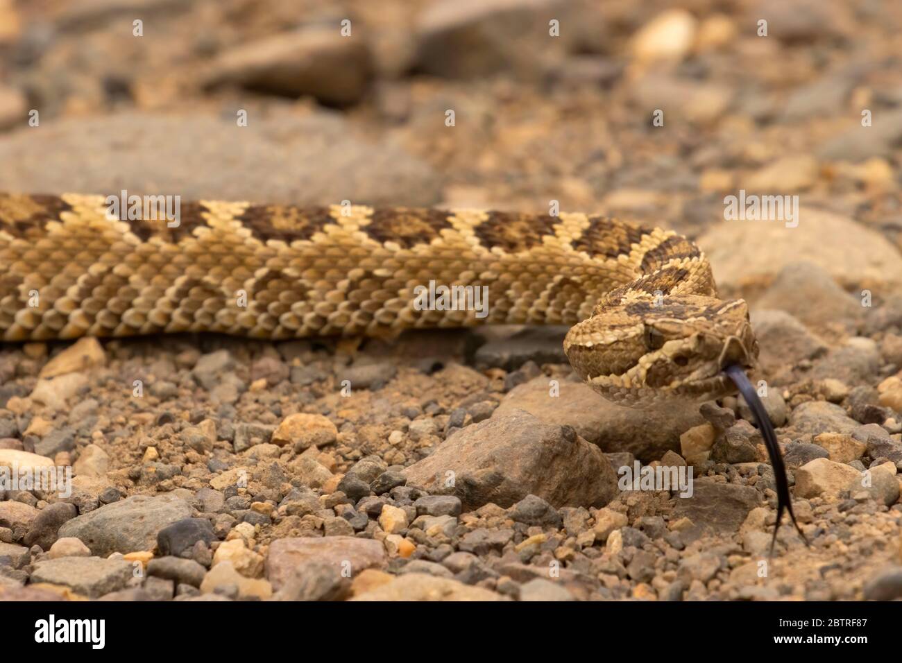 Western rattlesnake (Crotalus viridus) in Lower Owyhee River canyon ...