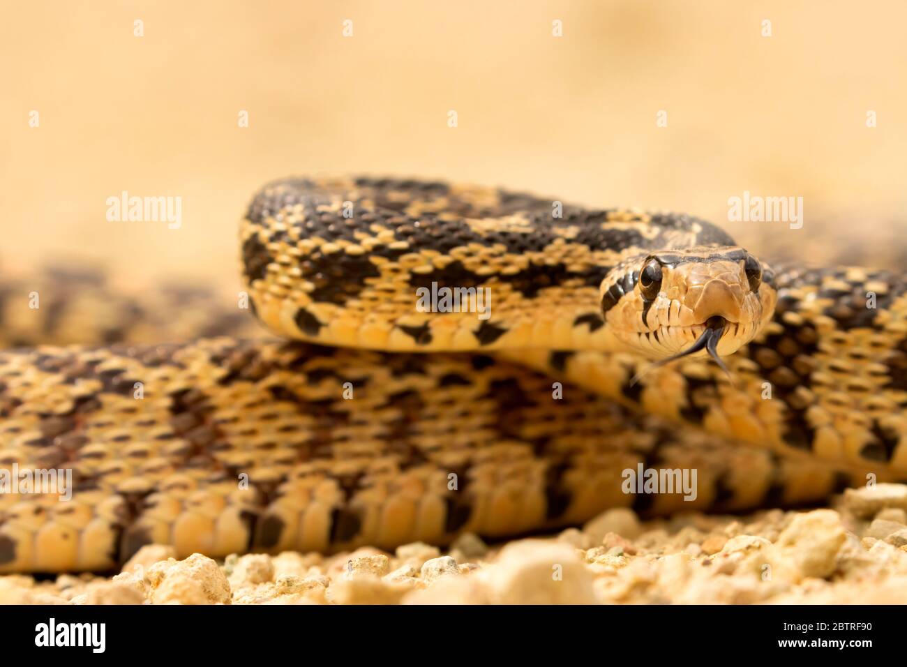 Gopher snake (Pituophis catenifer) in Lower Owyhee River canyon, Owyhee ...