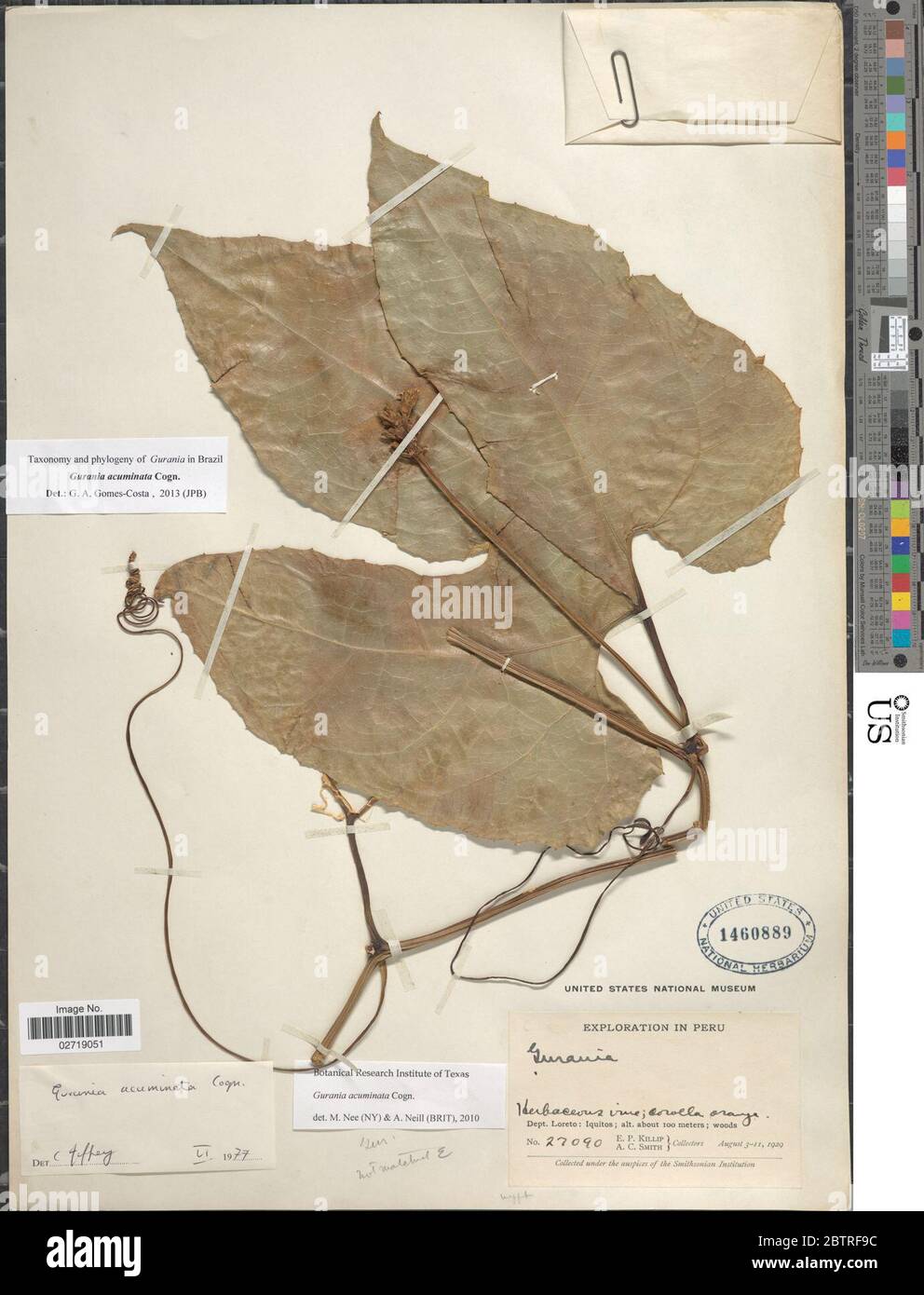 Gurania acuminata Cogn Stock Photo - Alamy