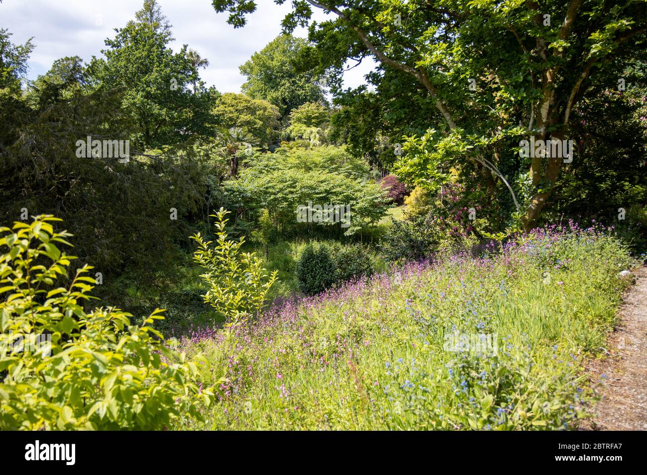 Wild flowers at Lukesland Gardens, Ivybridge, Devon Stock Photo - Alamy