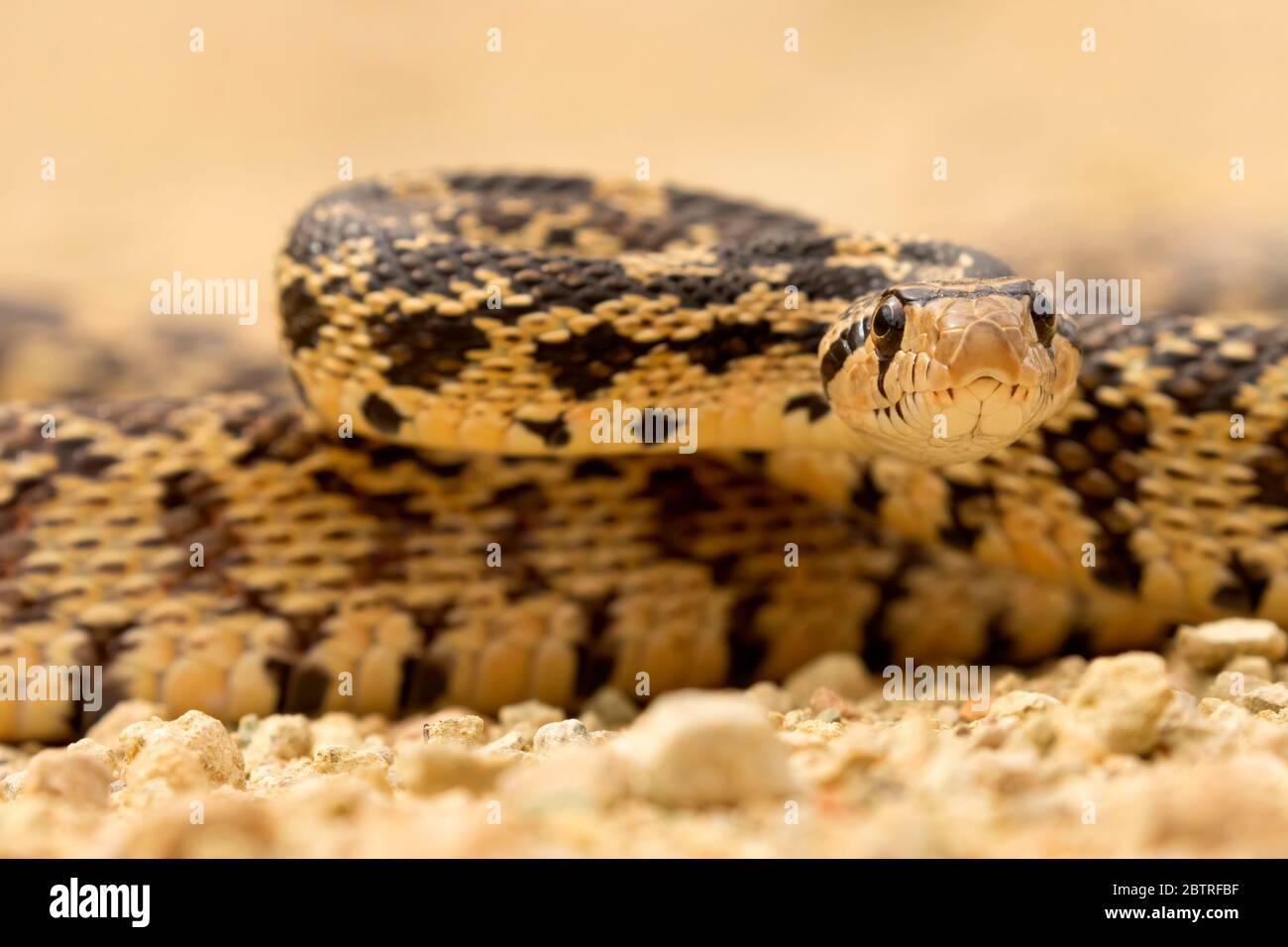 Gopher snake (Pituophis catenifer) in Lower Owyhee River canyon, Owyhee ...