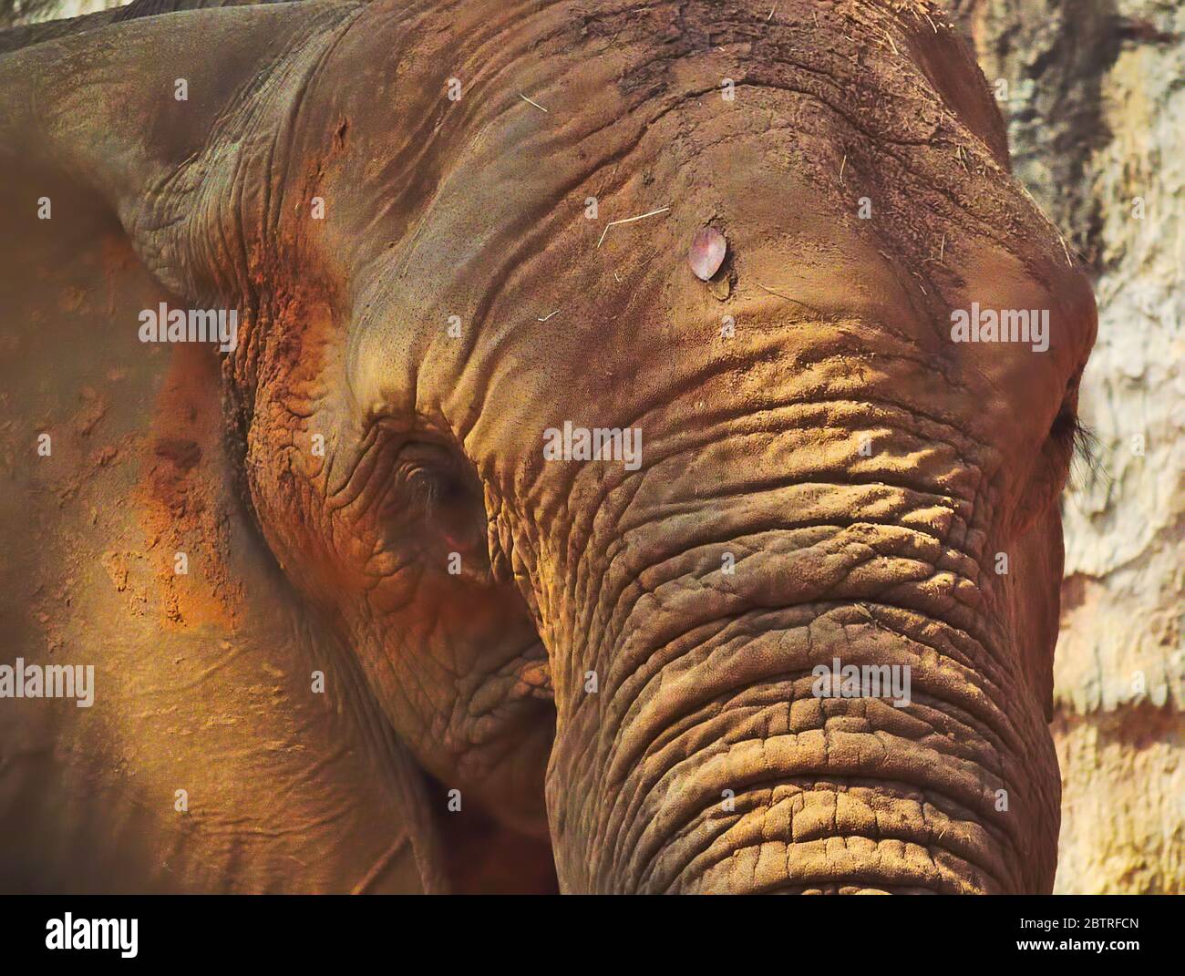 Elephant head and face Stock Photo - Alamy