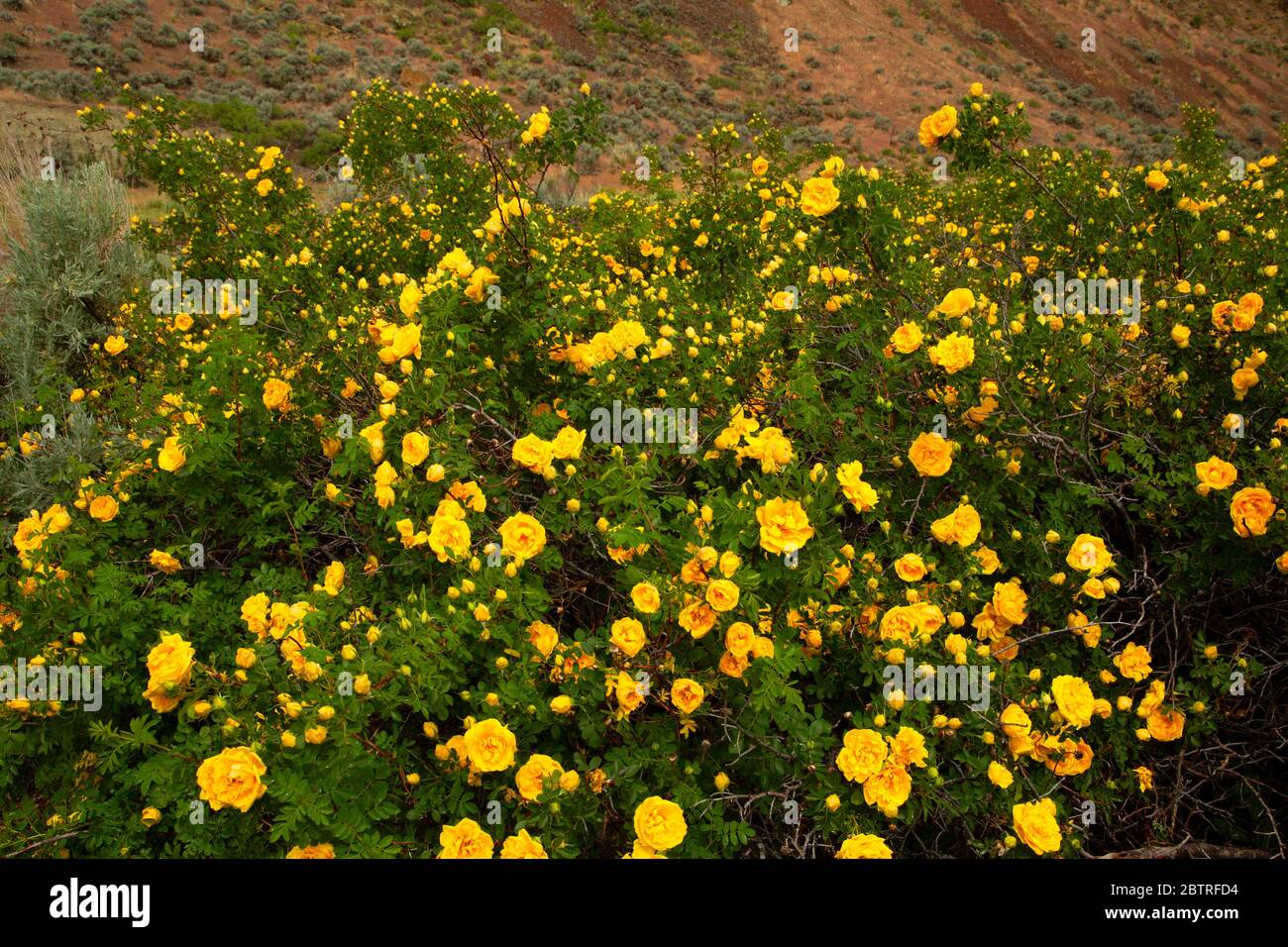 Yellow rose bush, Succor Creek State Park, Oregon Stock Photo - Alamy