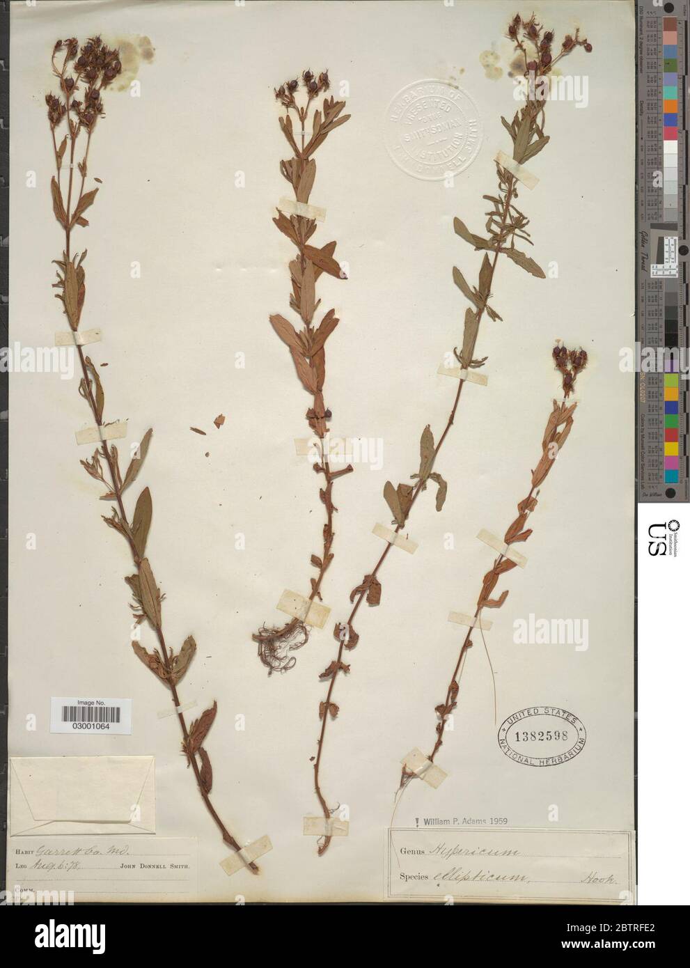 Hypericum ellipticum hi-res stock photography and images - Alamy