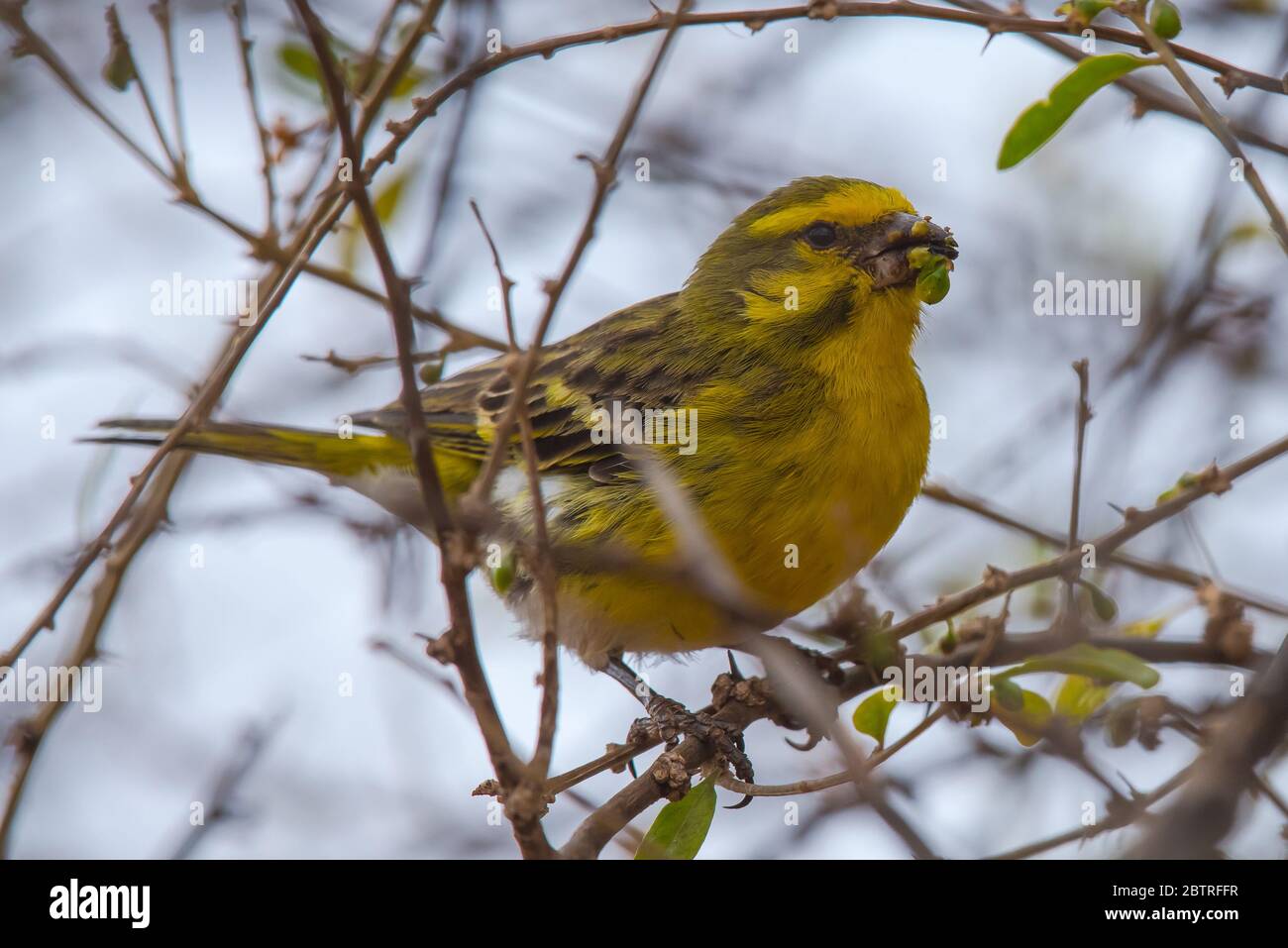African yellow weaver hi-res stock photography and images - Alamy