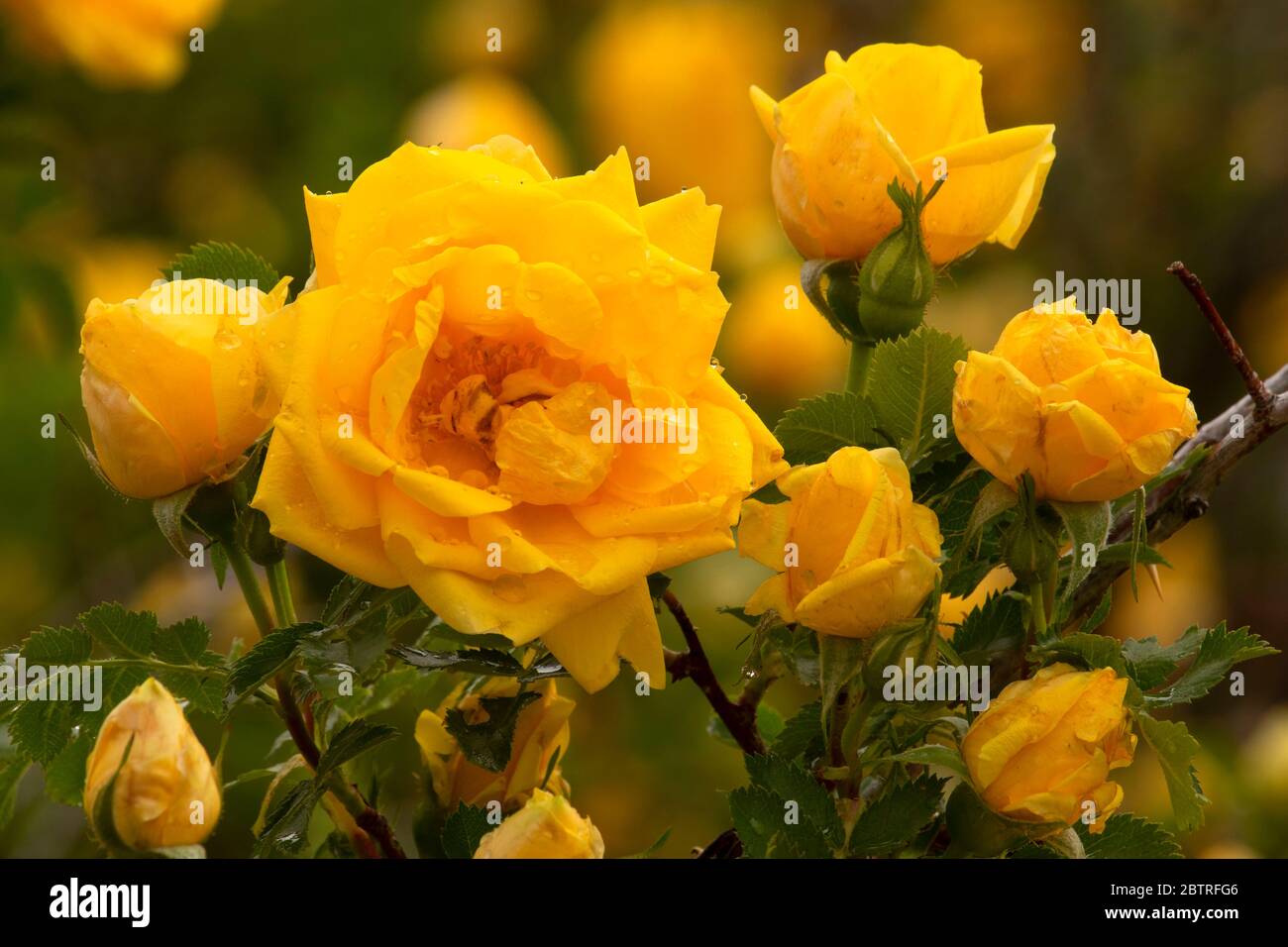 Yellow rose, Succor Creek State Park, Oregon Stock Photo - Alamy
