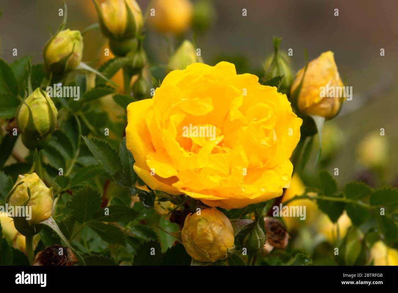 Yellow desert rose hi-res stock photography and images - Alamy