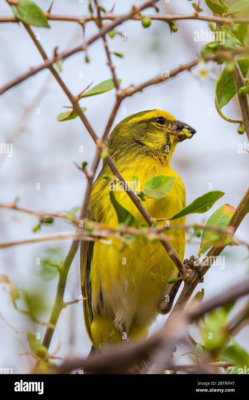 African yellow weaver eating hi-res stock photography and images - Alamy
