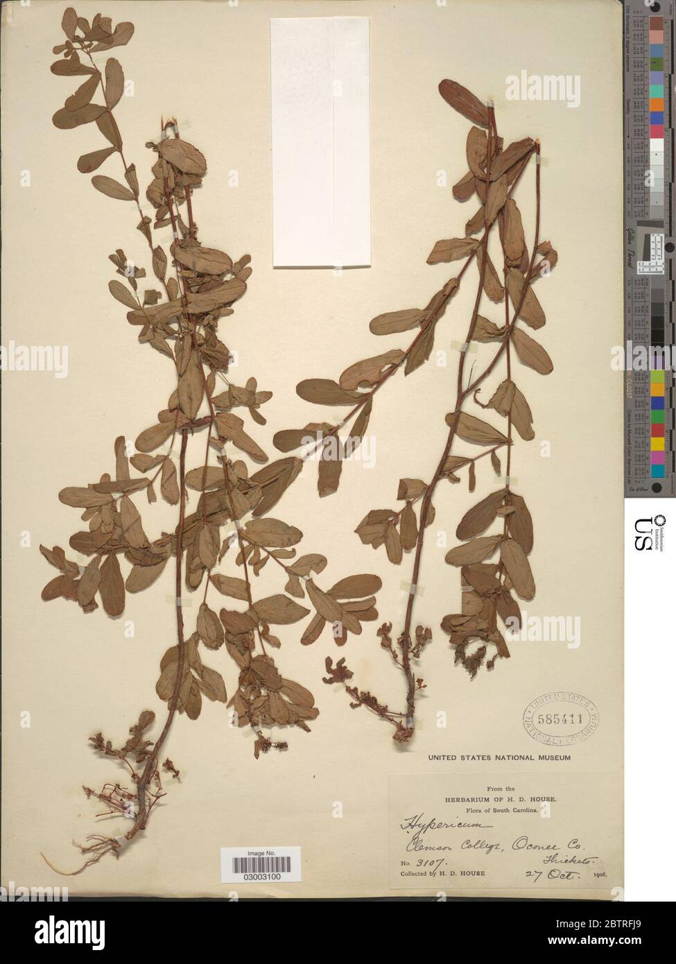 Hypericum sp hi-res stock photography and images - Alamy