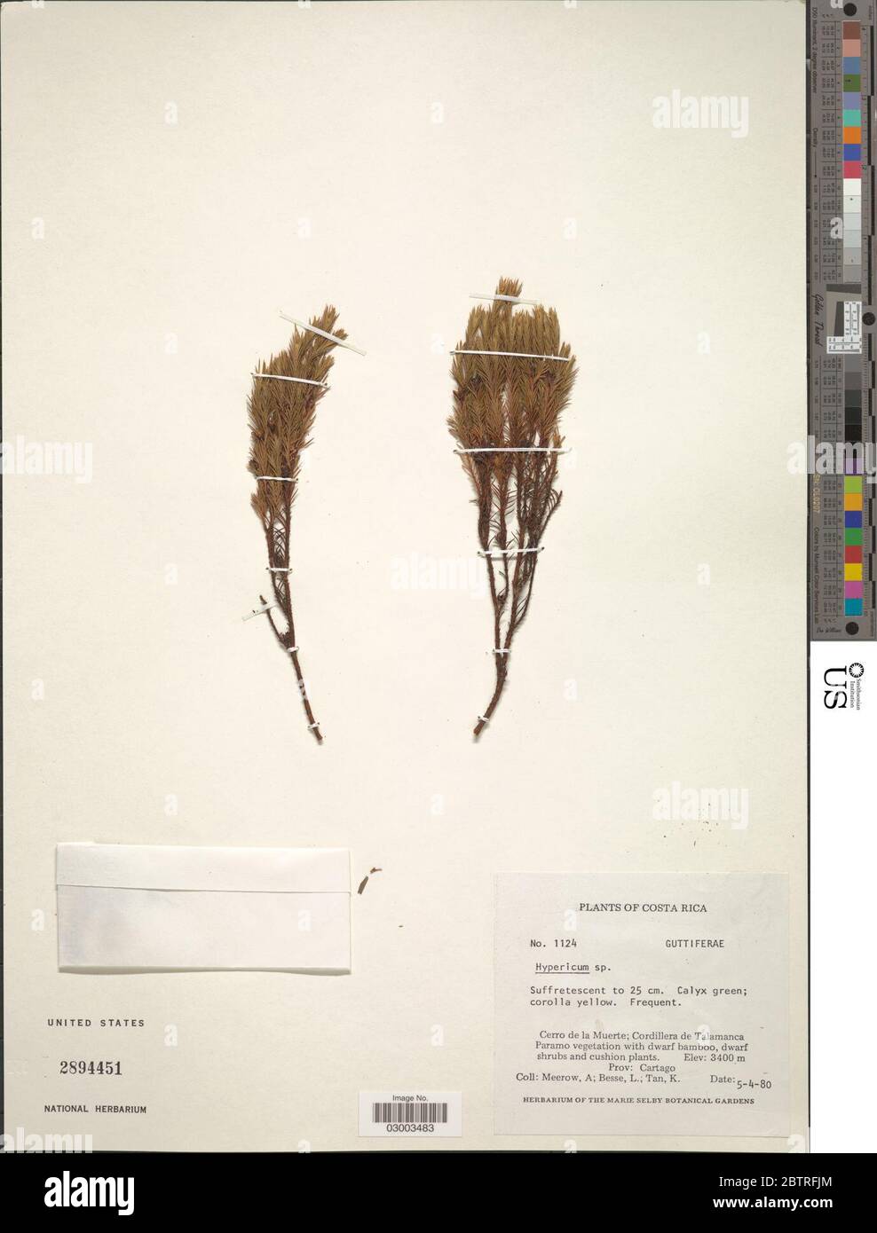 Hypericum sp hi-res stock photography and images - Alamy