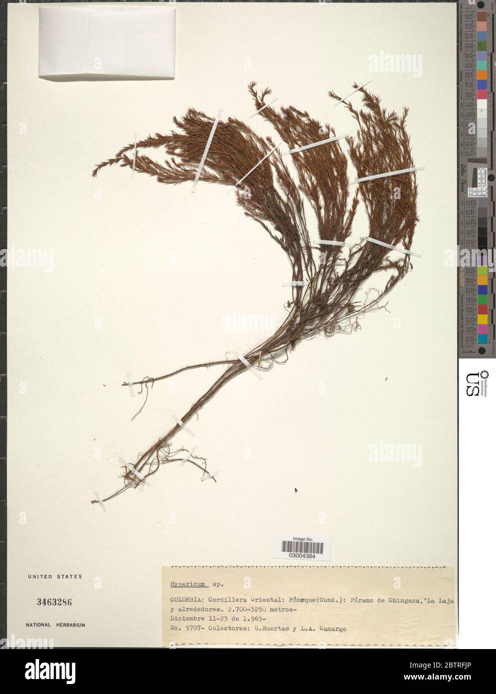 Hypericum sp hi-res stock photography and images - Alamy