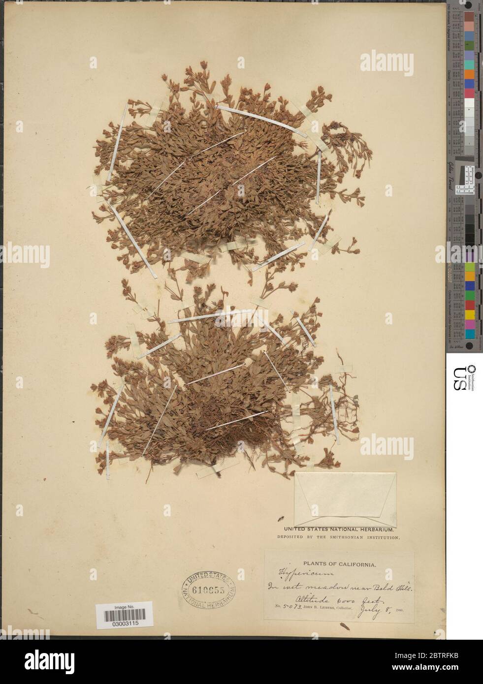 Hypericum sp hi-res stock photography and images - Alamy