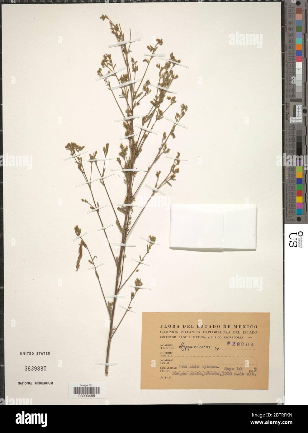 Hypericum sp hi-res stock photography and images - Alamy