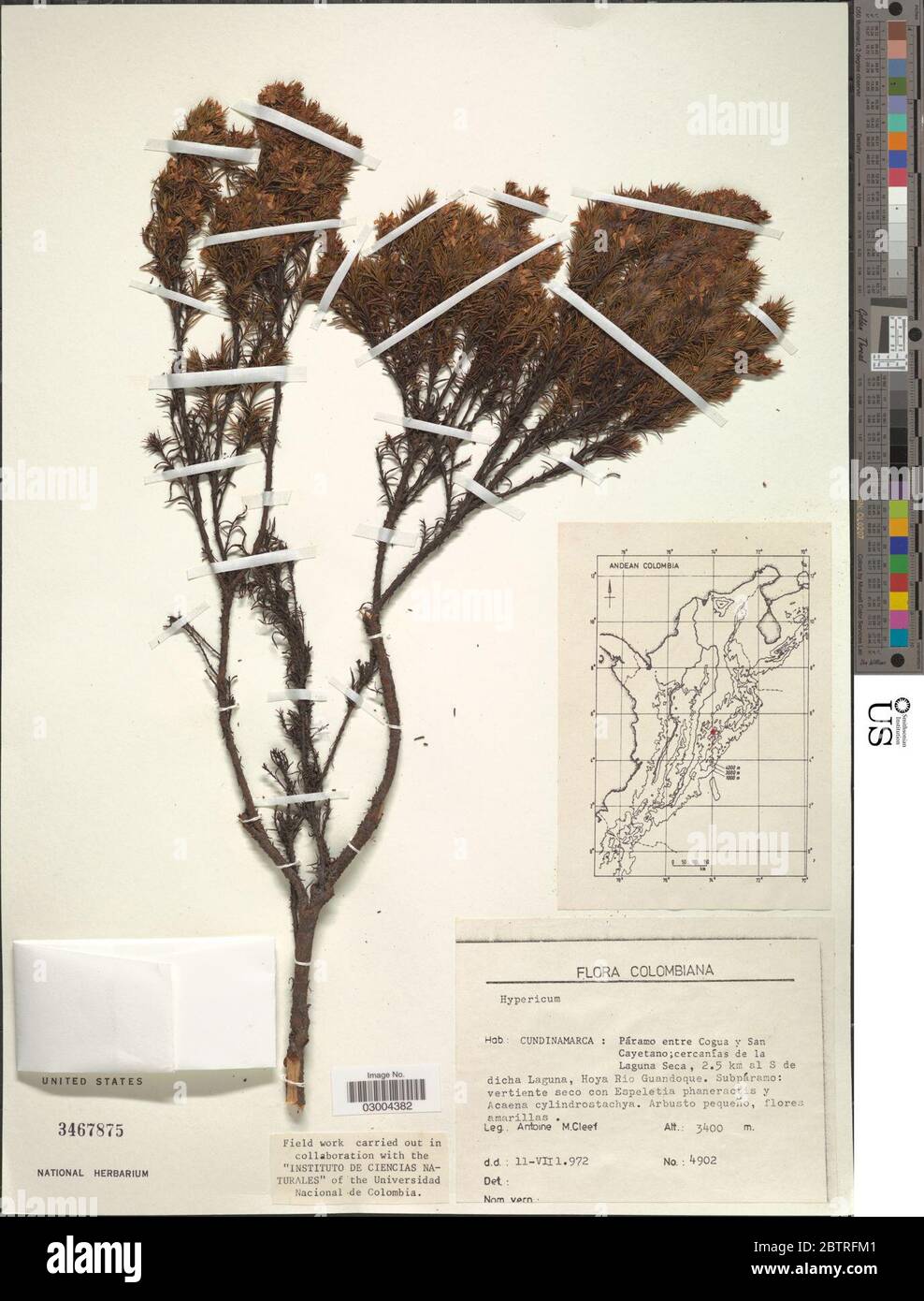 Hypericum sp hi-res stock photography and images - Alamy