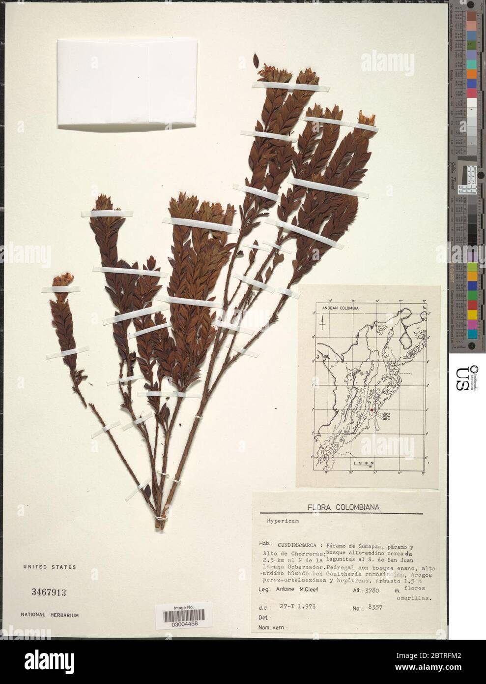 Hypericum sp hi-res stock photography and images - Alamy