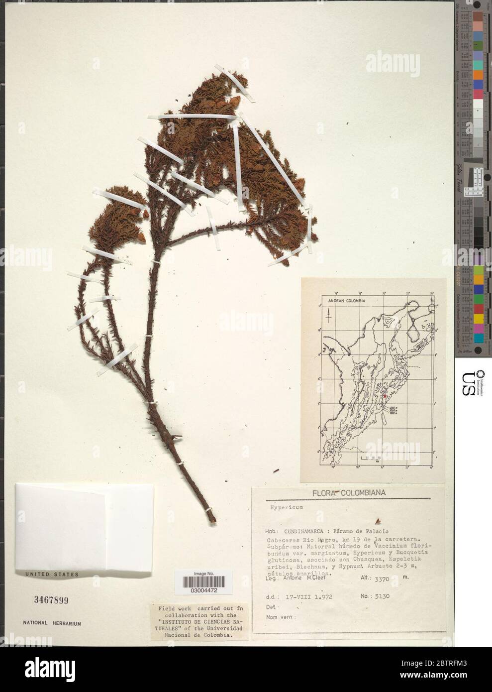 Hypericum sp hi-res stock photography and images - Alamy