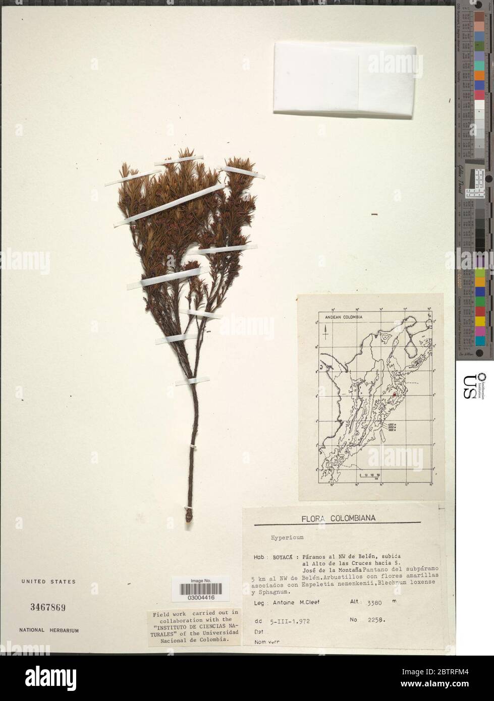 Hypericum sp hi-res stock photography and images - Alamy