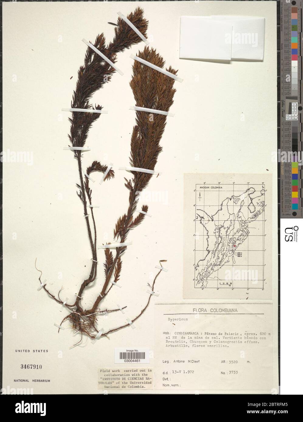 Hypericum sp hi-res stock photography and images - Alamy