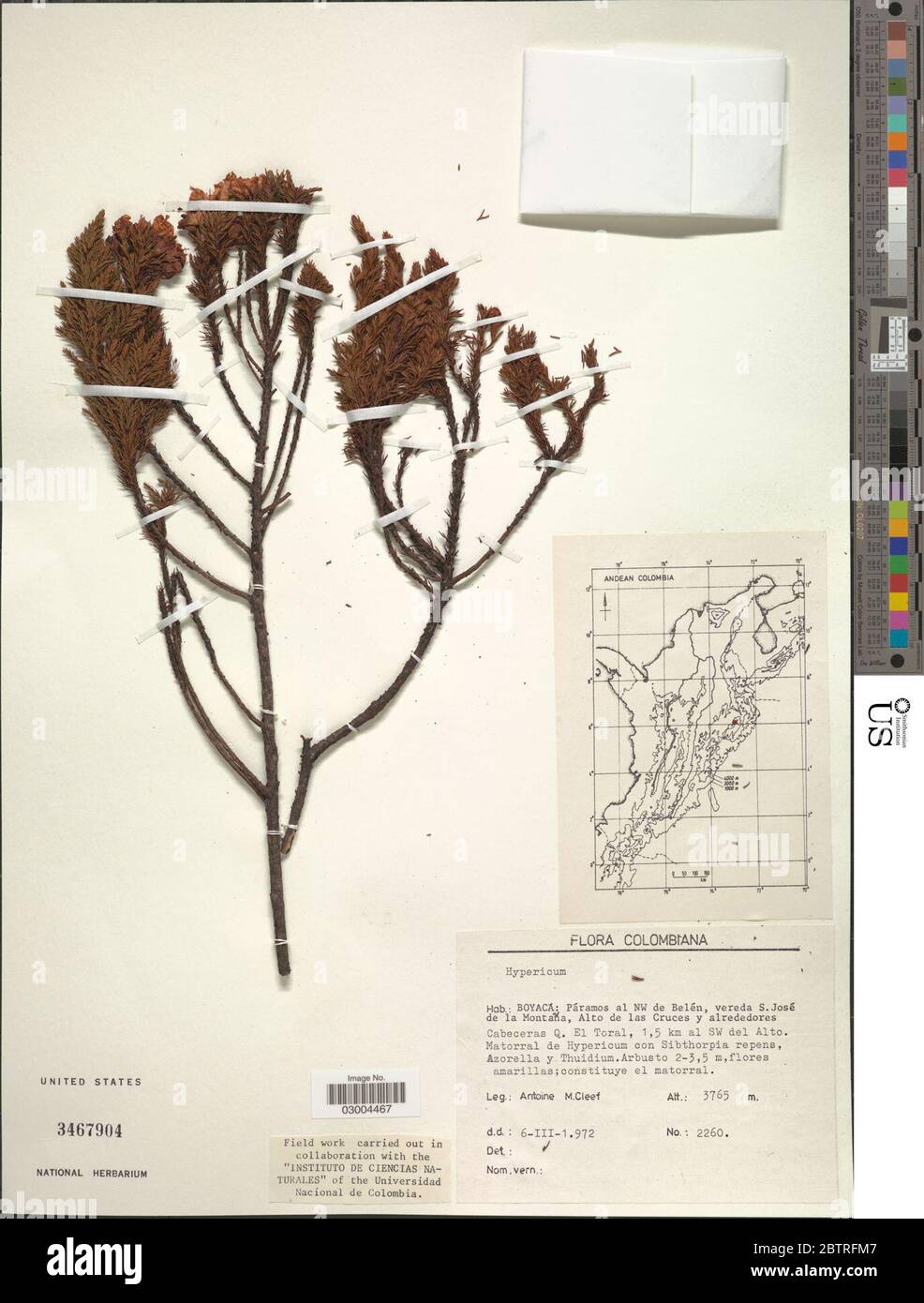 Hypericum sp hi-res stock photography and images - Alamy