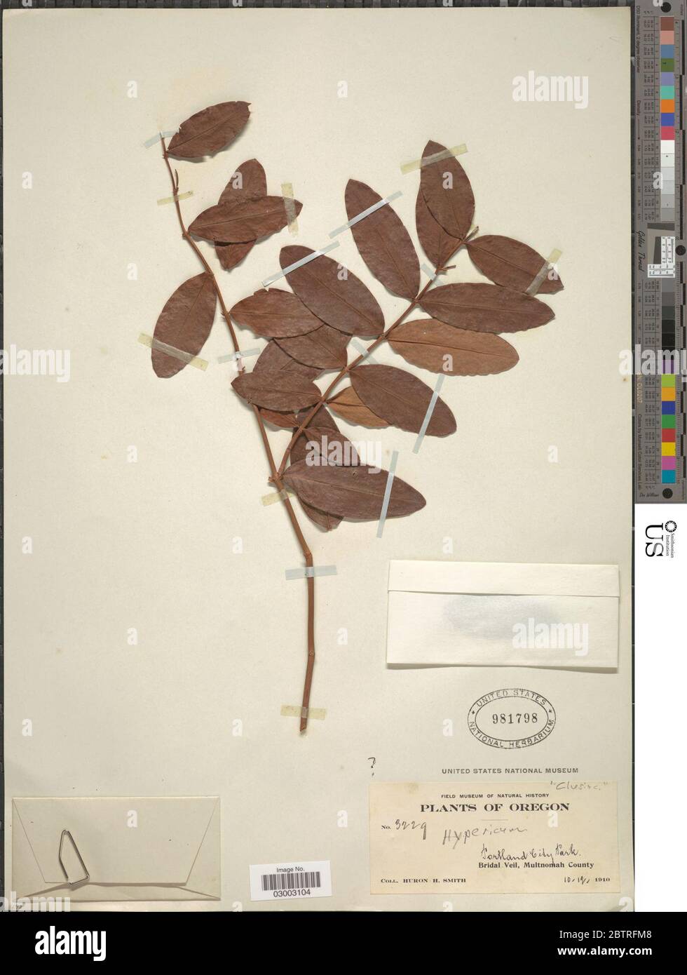 Hypericum sp hi-res stock photography and images - Alamy