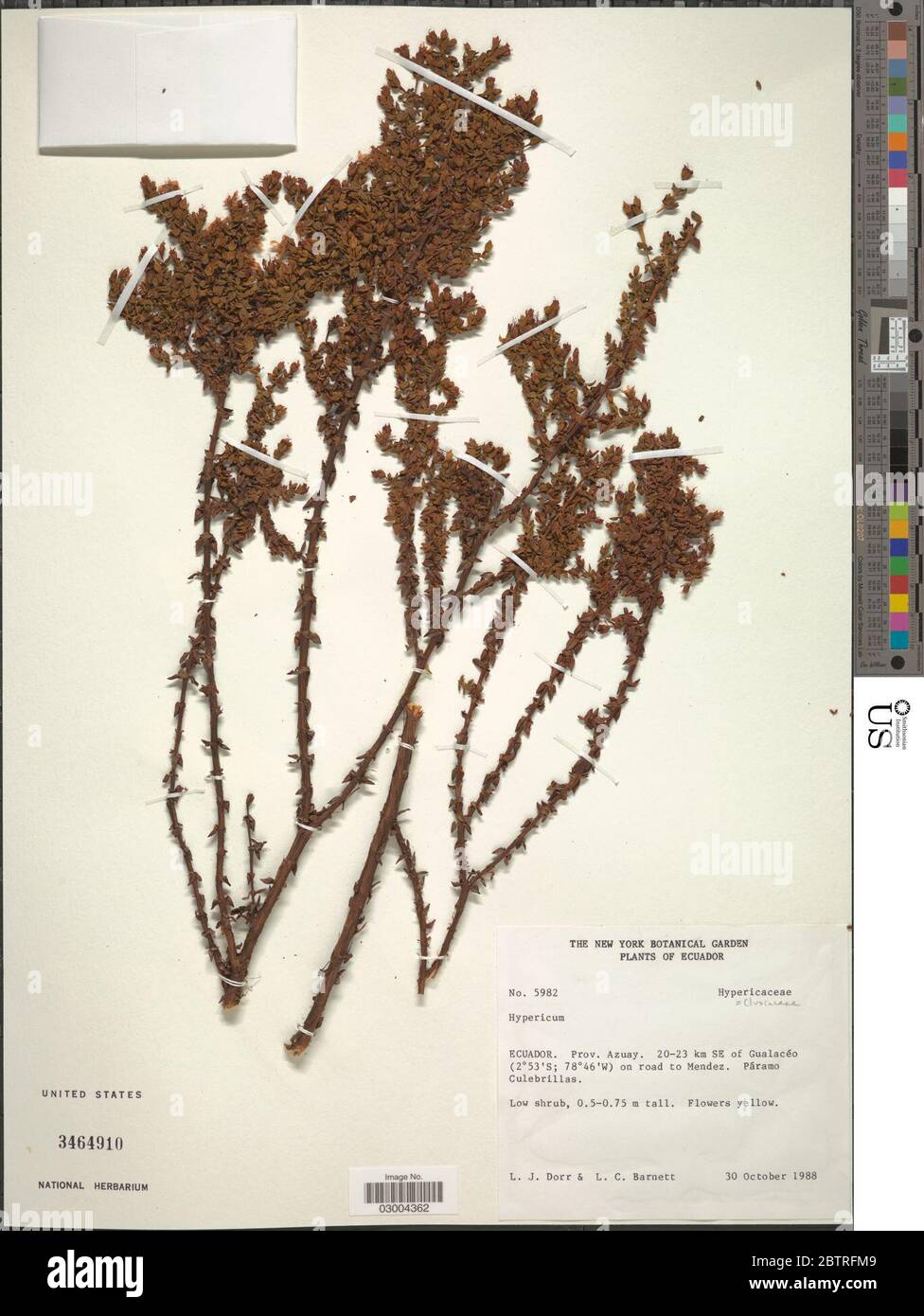 Hypericum sp hi-res stock photography and images - Alamy