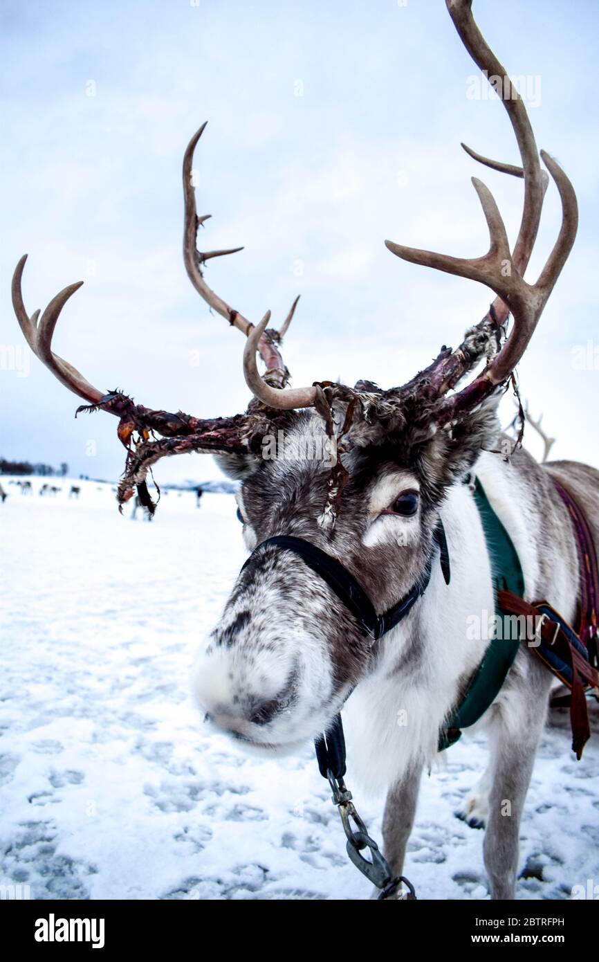 Beautiful wild reindeer in traditional Sami camp in northern Norway ...