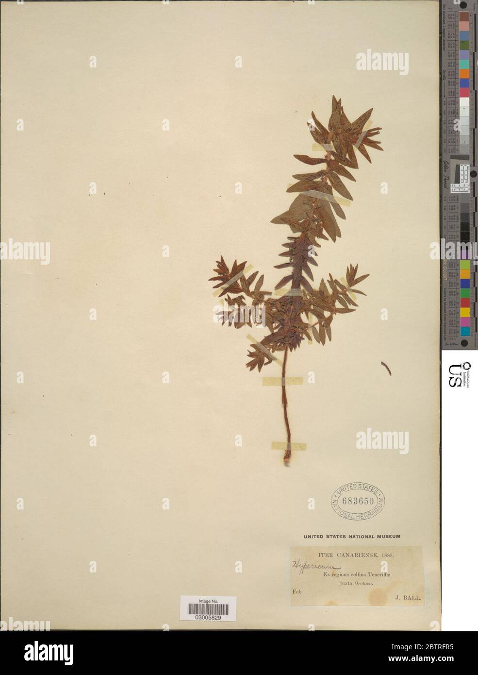 Hypericum sp hi-res stock photography and images - Alamy