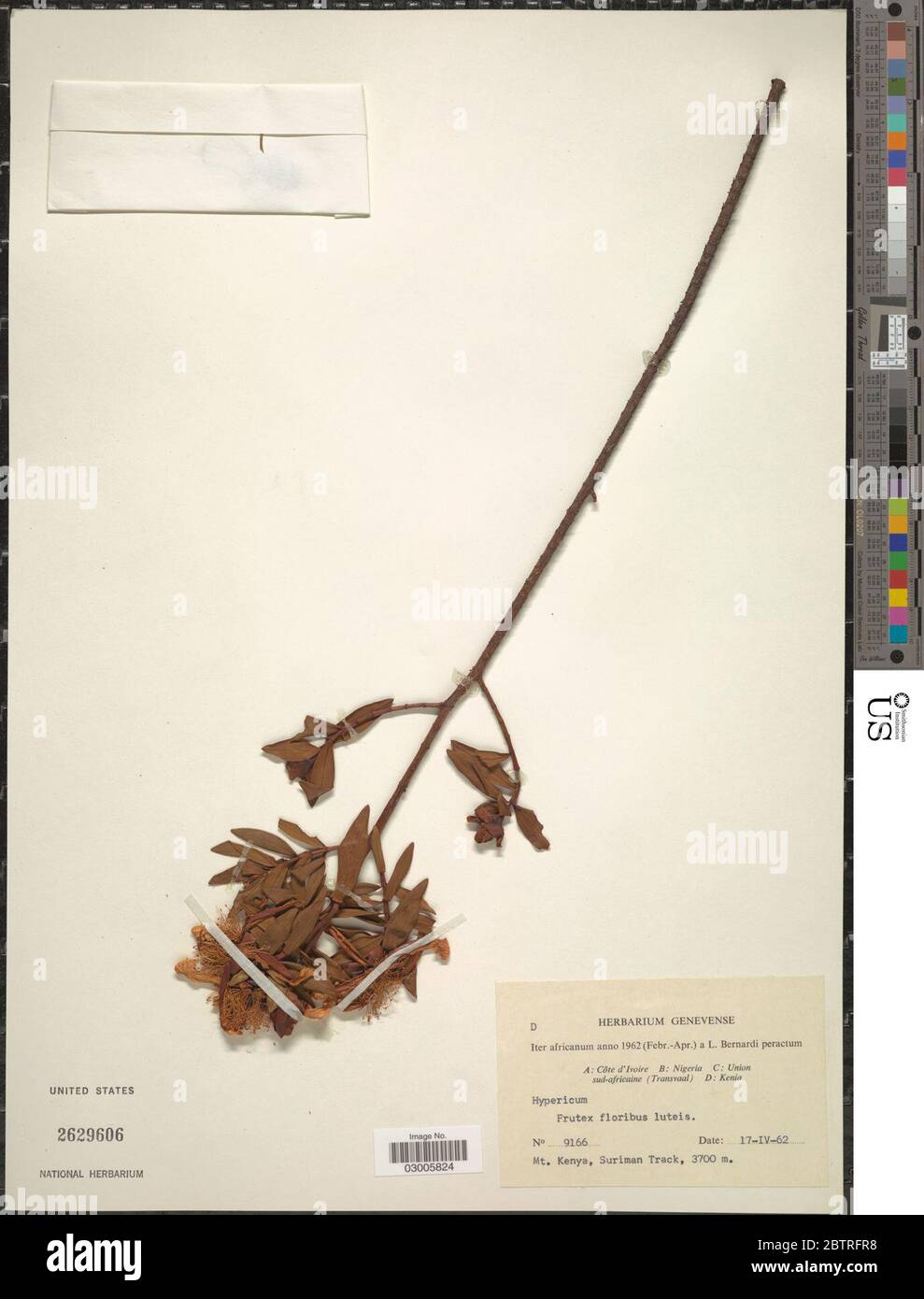 Hypericum sp hi-res stock photography and images - Alamy