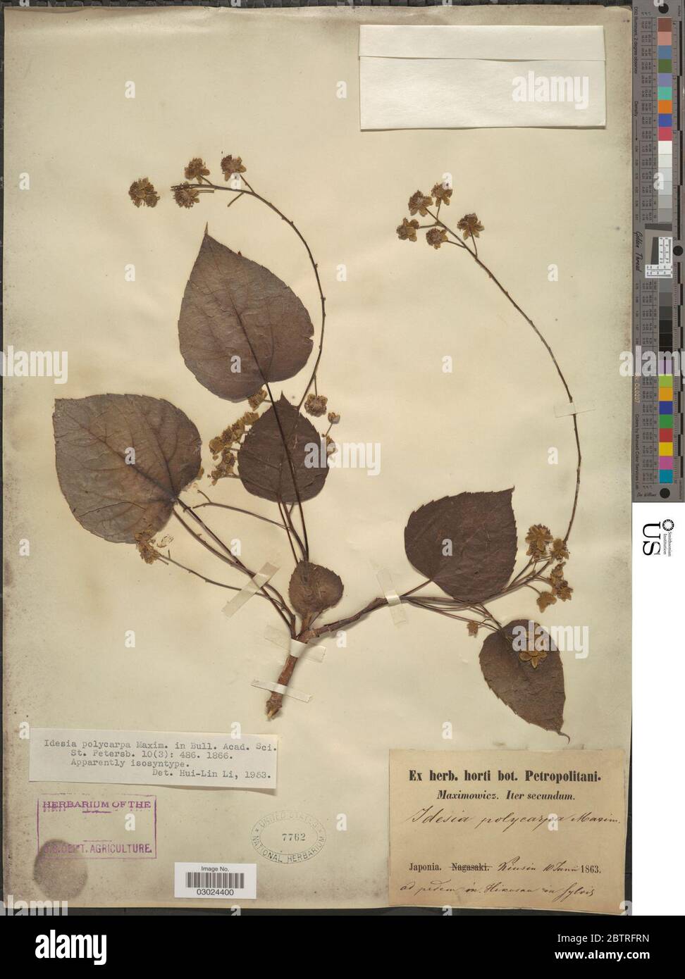 Idesia polycarpa hi-res stock photography and images - Alamy