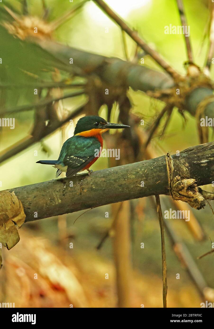 American pigmy hi-res stock photography and images - Alamy