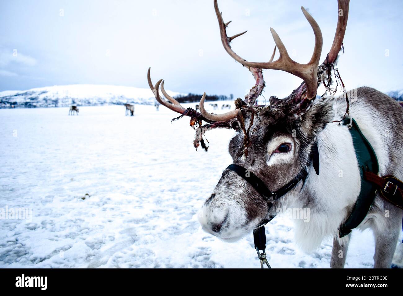 Beautiful wild reindeer in traditional Sami camp in northern Norway ...