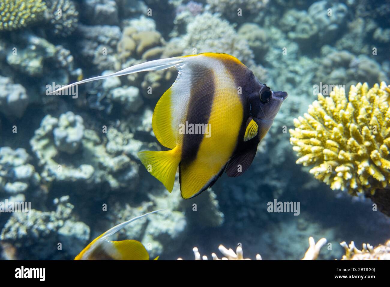 Pennant coral fish hi-res stock photography and images - Alamy
