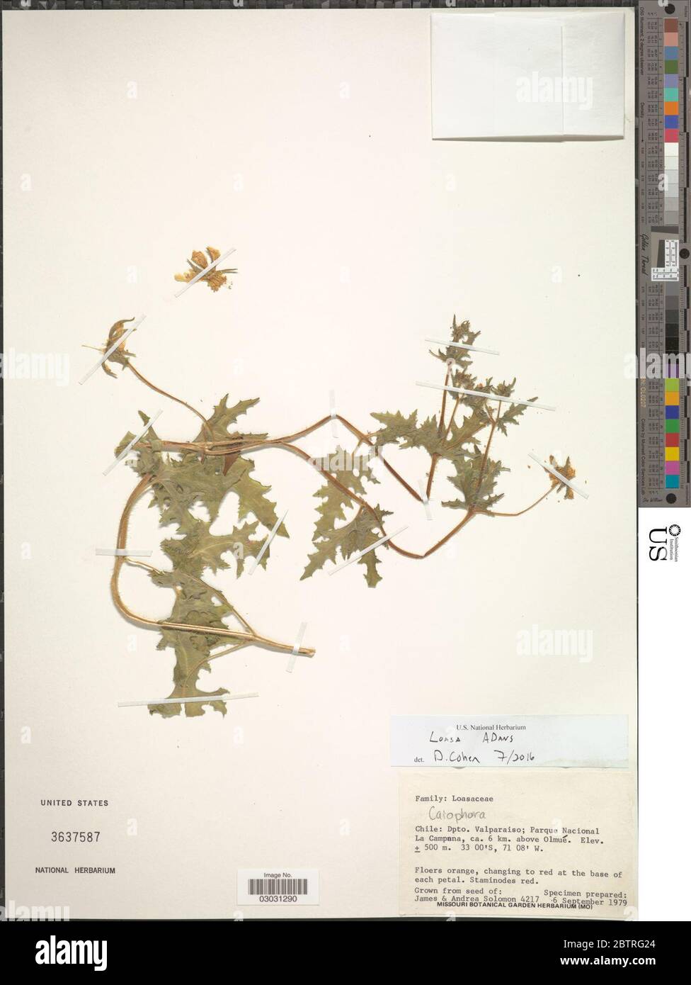 Loasa hi-res stock photography and images - Alamy