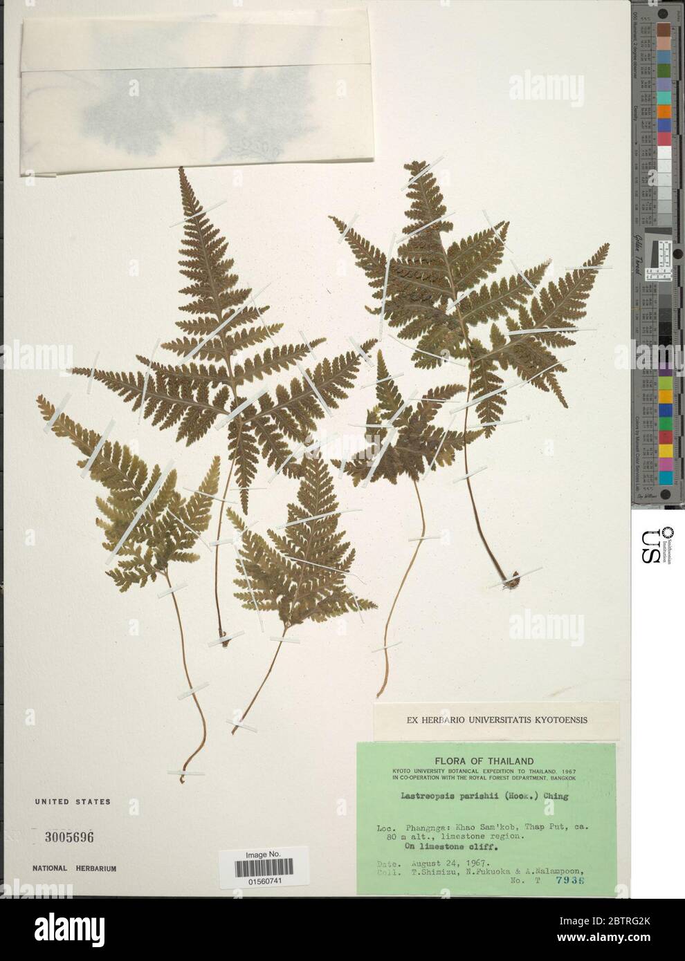 Lastreopsis parrishii Hook Ching Stock Photo - Alamy