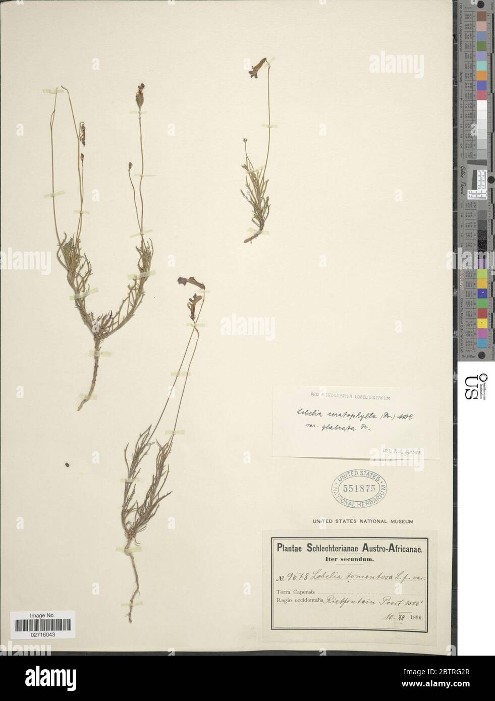 Ceratophylla hi-res stock photography and images - Alamy