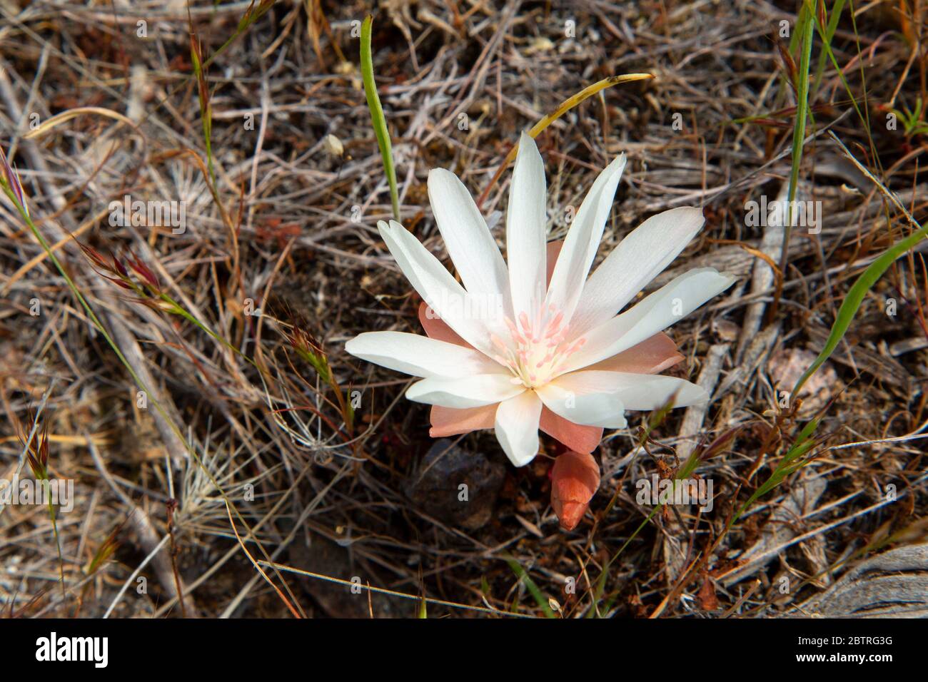 Bitterroot in bloom, Succor Creek State Park, Oregon Stock Photo - Alamy