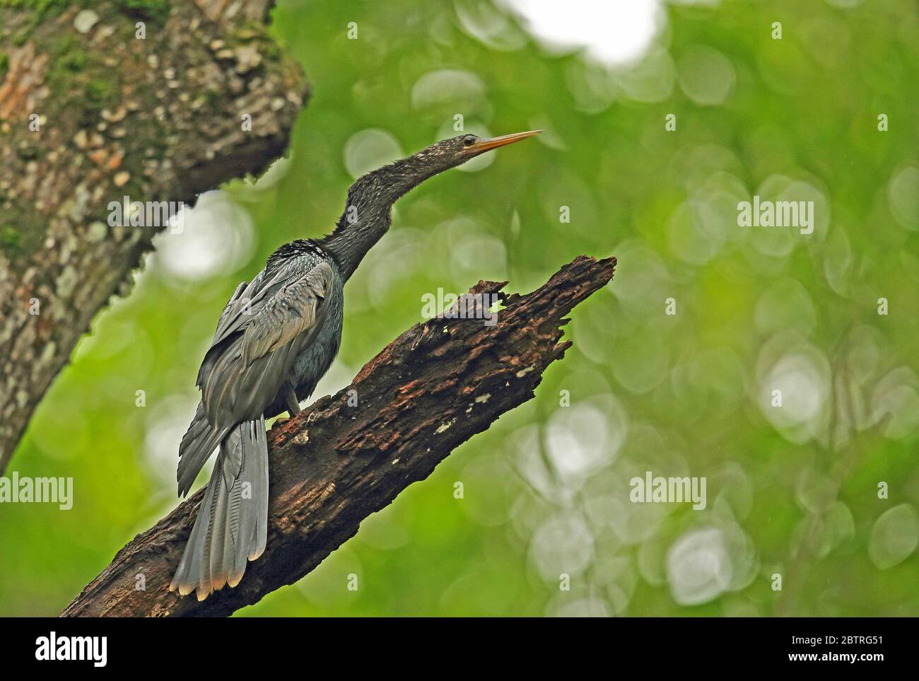 Rain y hi-res stock photography and images - Alamy