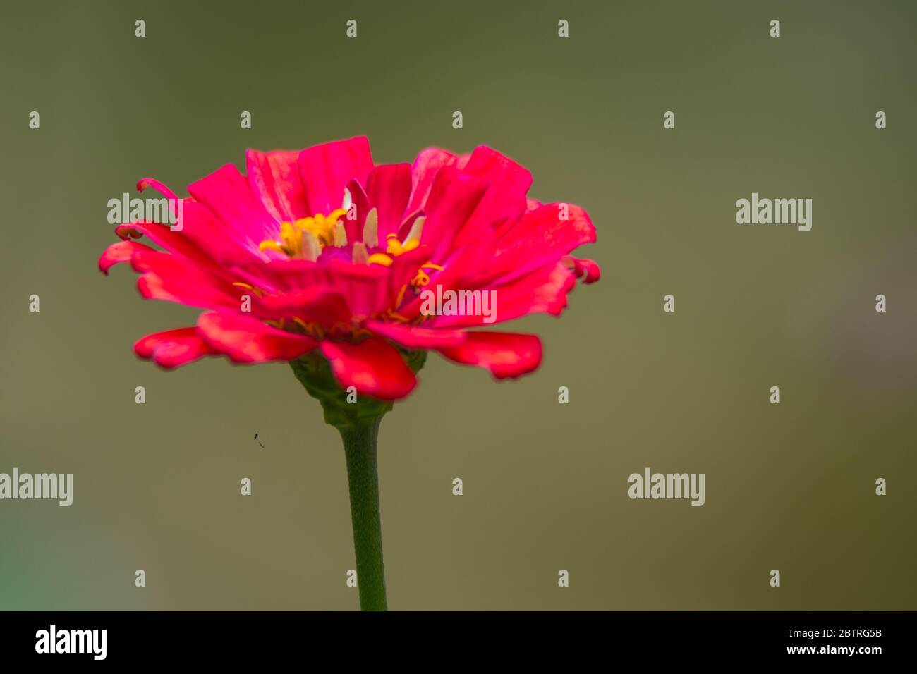 Jamanthi flowers hi-res stock photography and images - Alamy