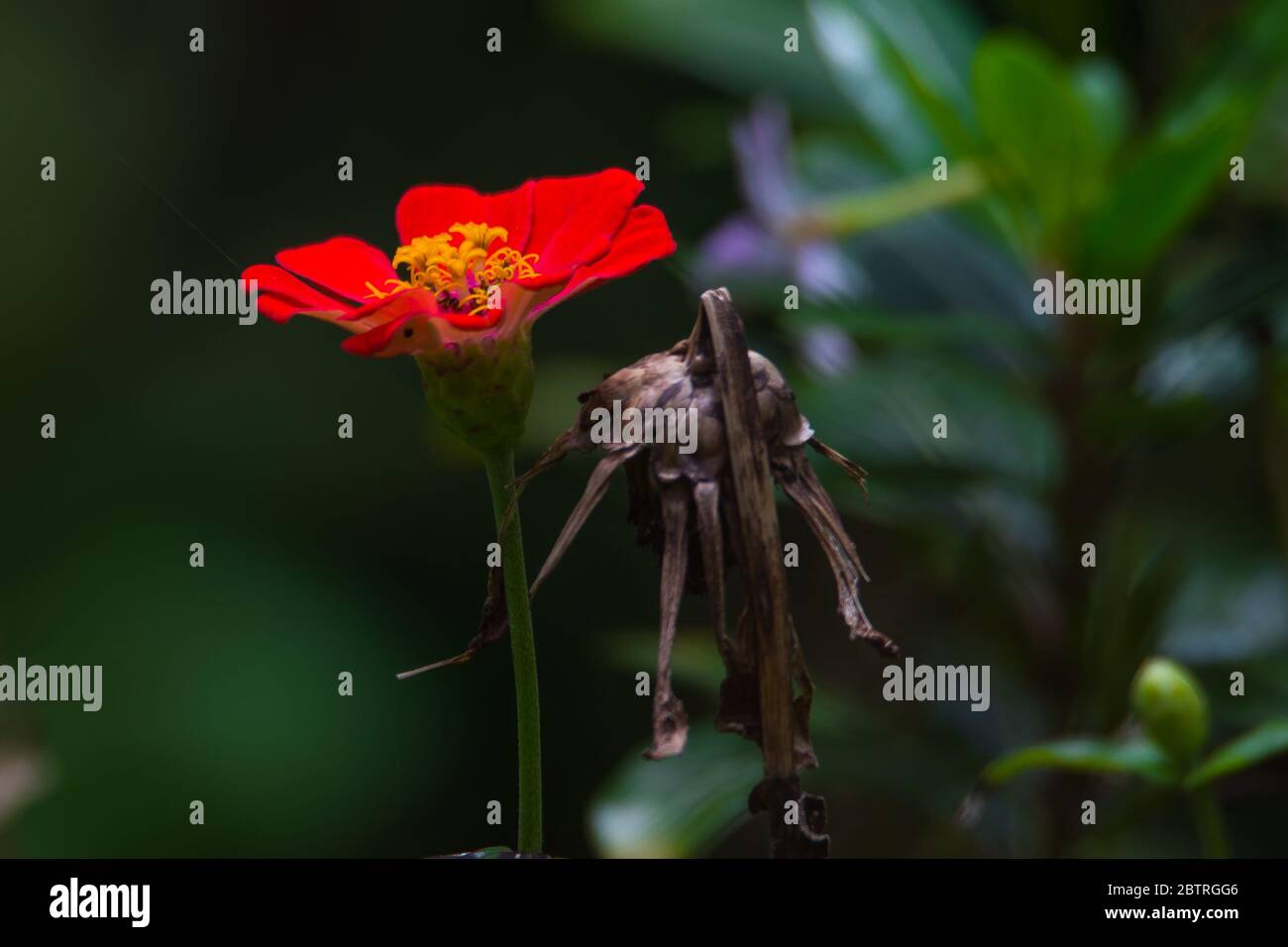 Jamanthi flowers hi-res stock photography and images - Alamy