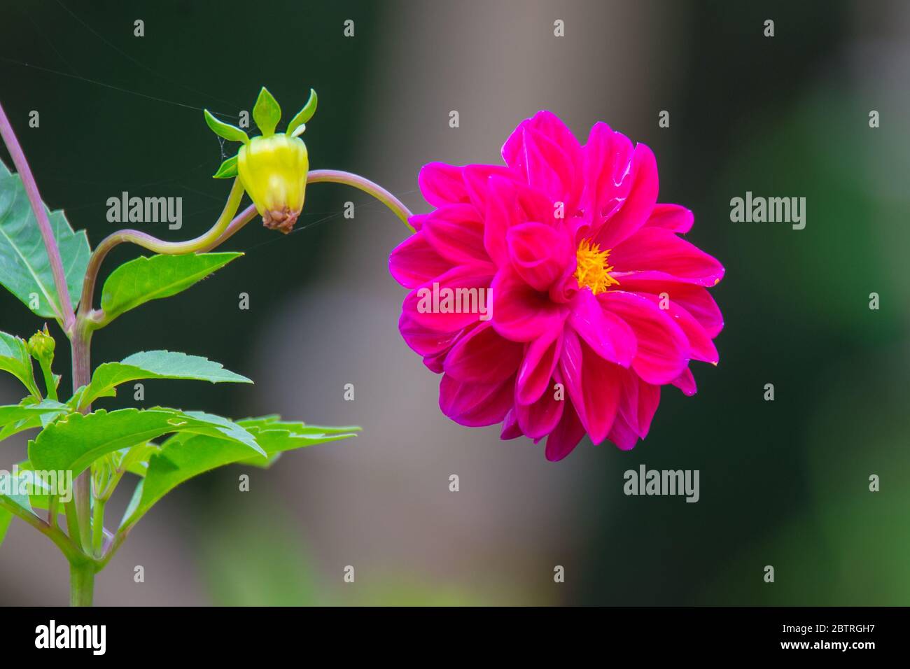 Rose flower kerala hi-res stock photography and images - Alamy
