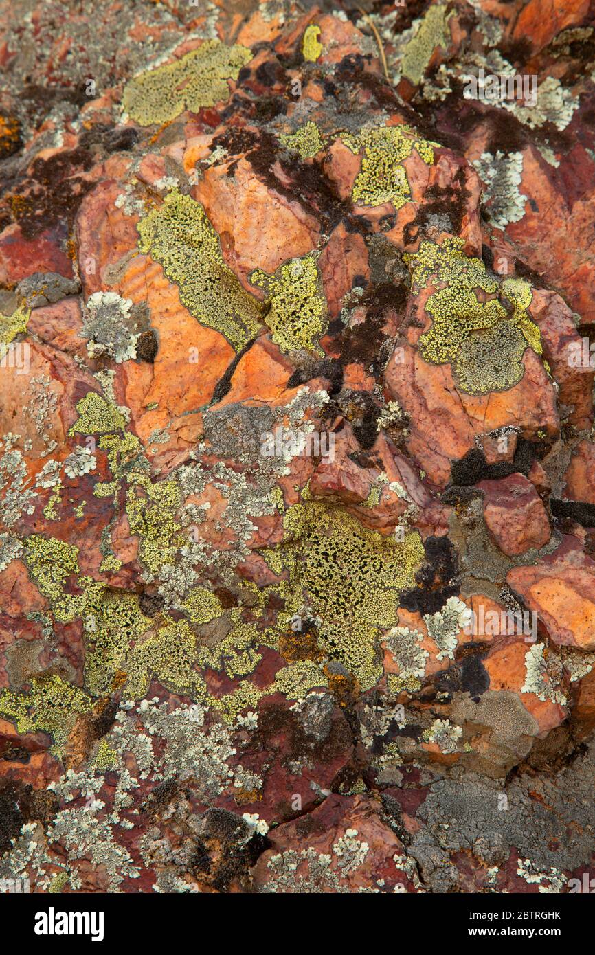 Lichen in the desert hi-res stock photography and images - Alamy