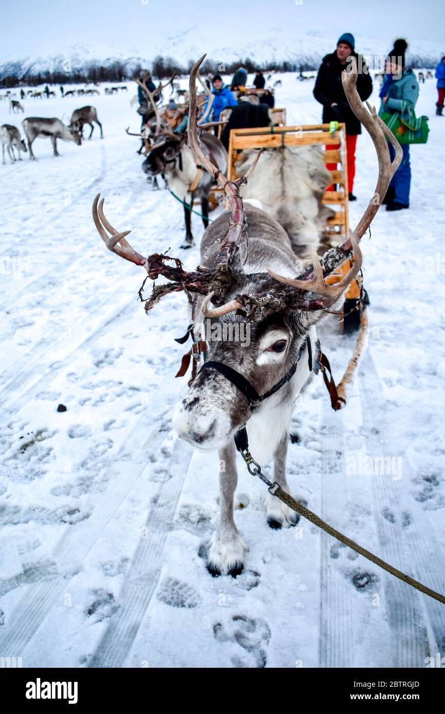 Beautiful wild reindeer in traditional Sami camp in northern Norway ...