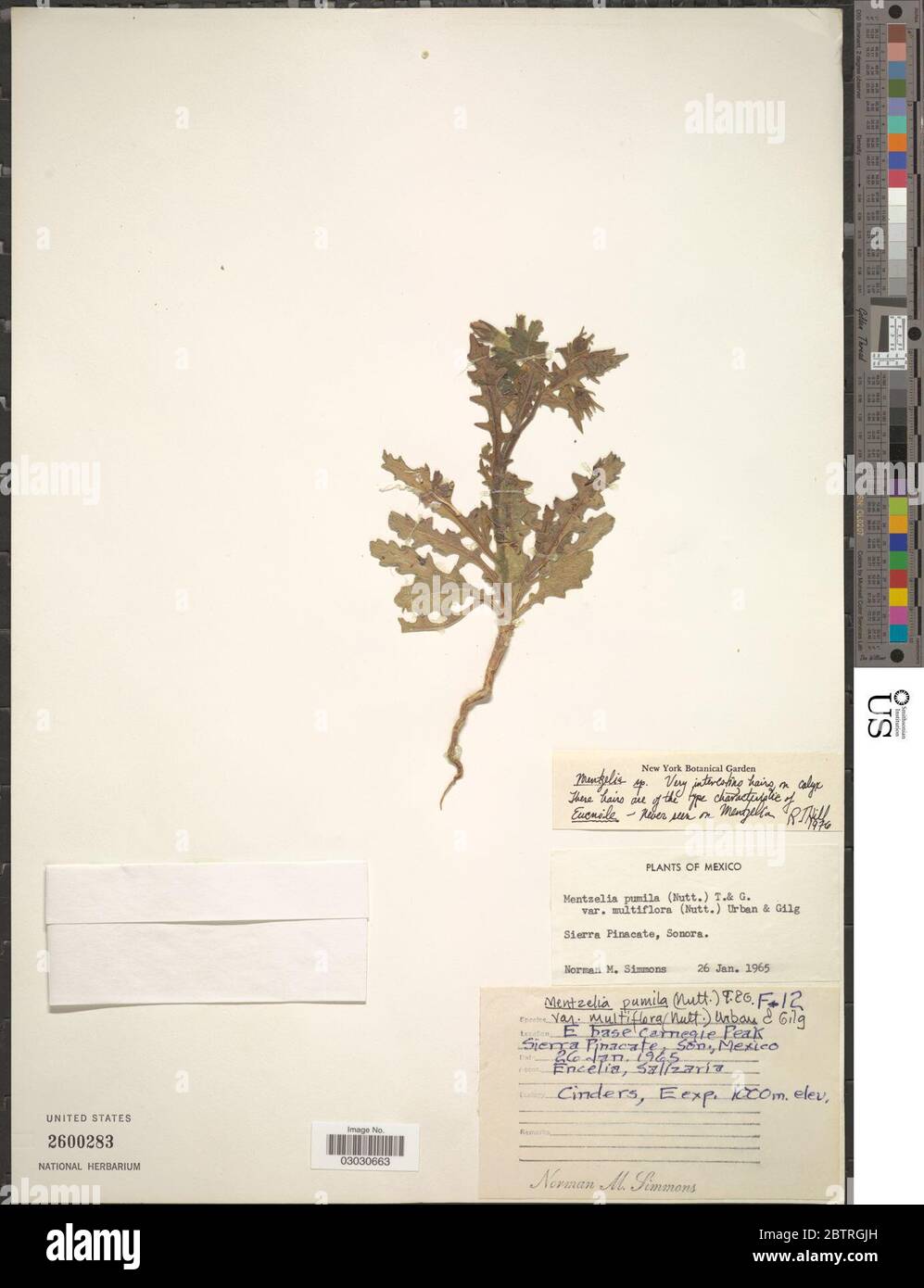 Mentzelia sp hi-res stock photography and images - Alamy