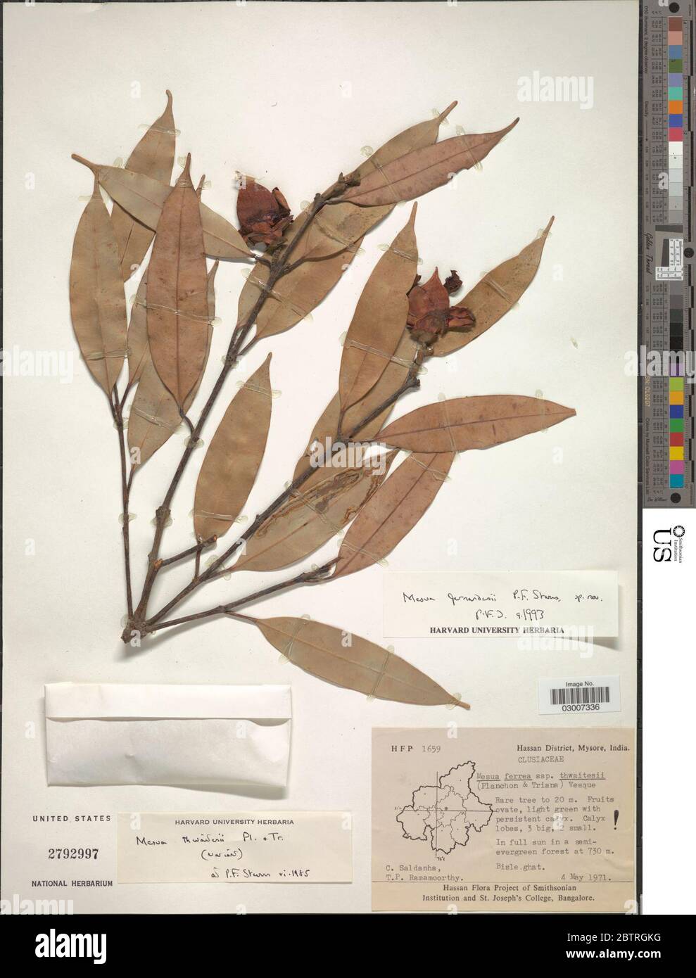 Mesua ferrea hi-res stock photography and images - Alamy