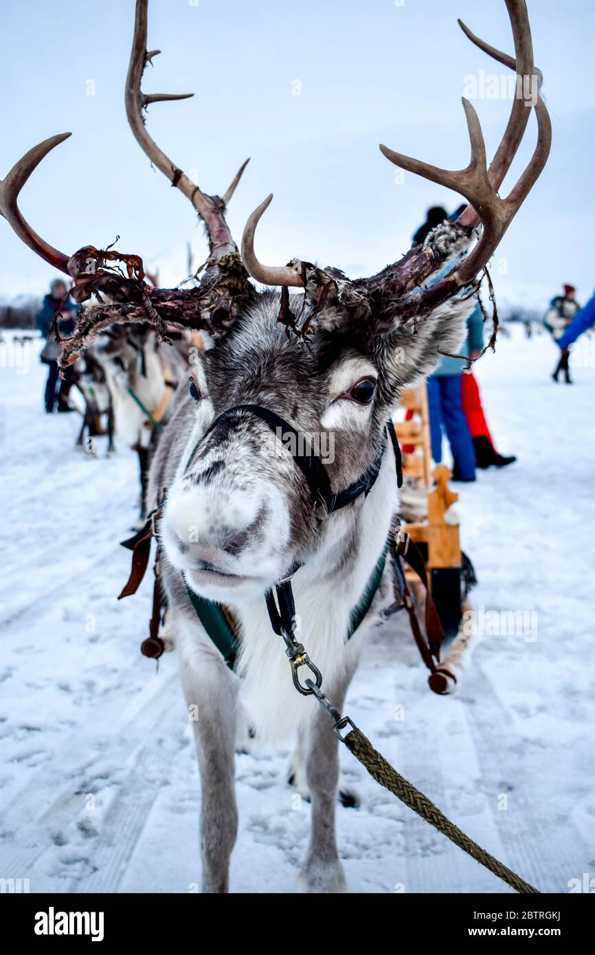 Beautiful wild reindeer in traditional Sami camp in northern Norway ...