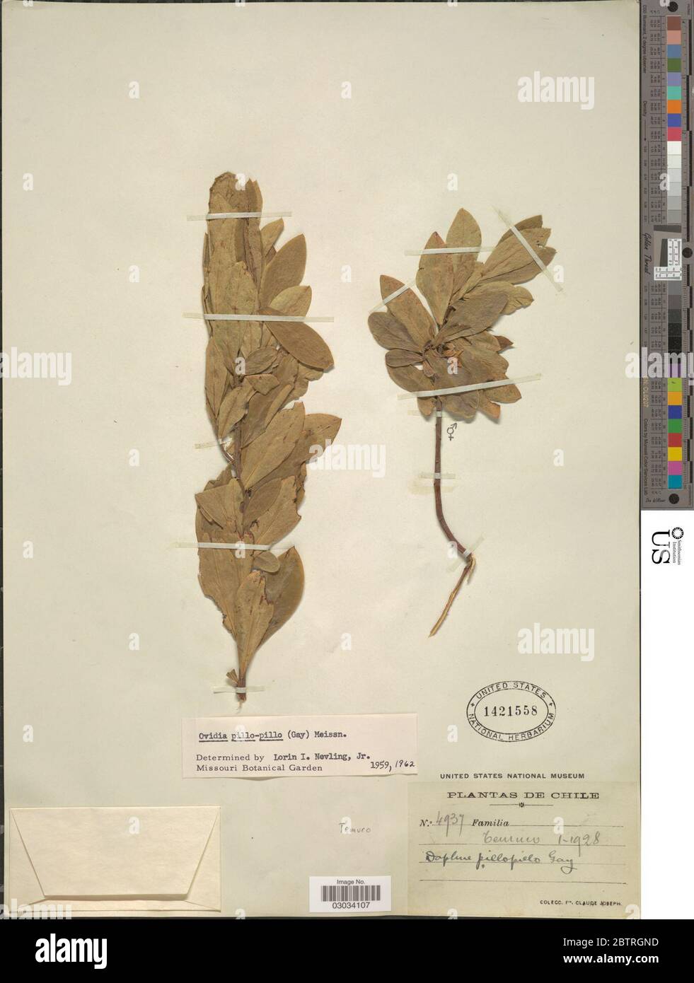 Ovidia hi-res stock photography and images - Alamy