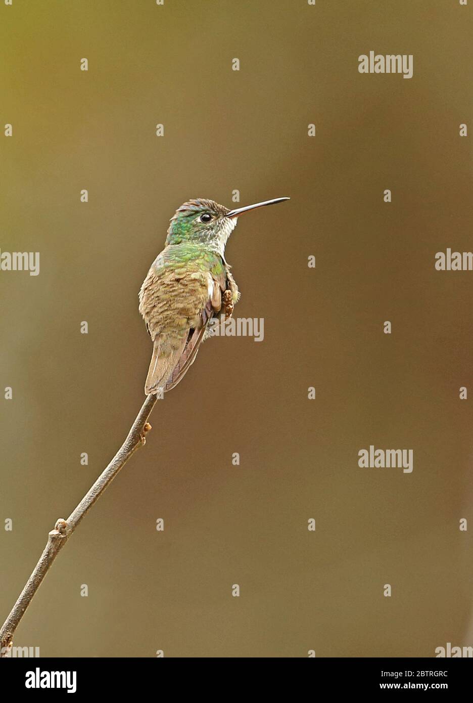 Azure-crowned Hummingbird (Amazilia cyanocephala cyanocephala) adult ...