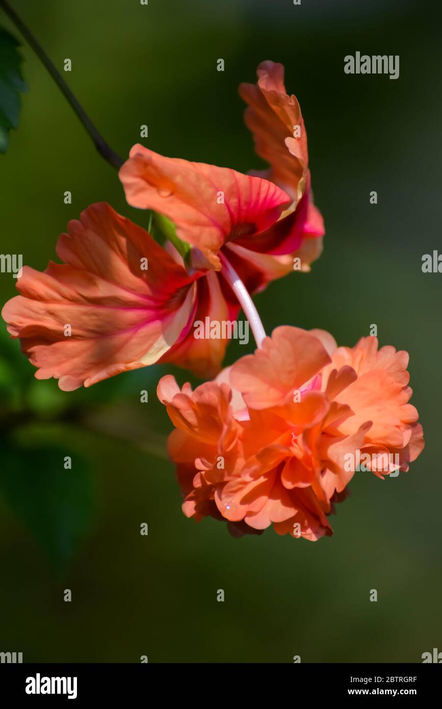 Jamanthi flowers hi-res stock photography and images - Alamy