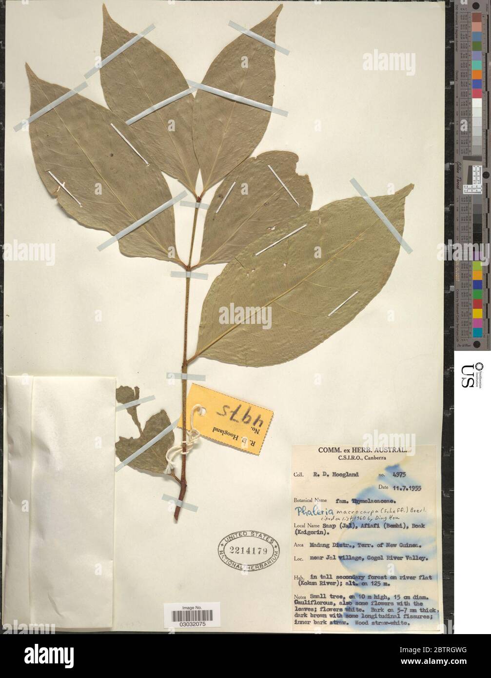 Phaleria macrocarpa hi-res stock photography and images - Alamy